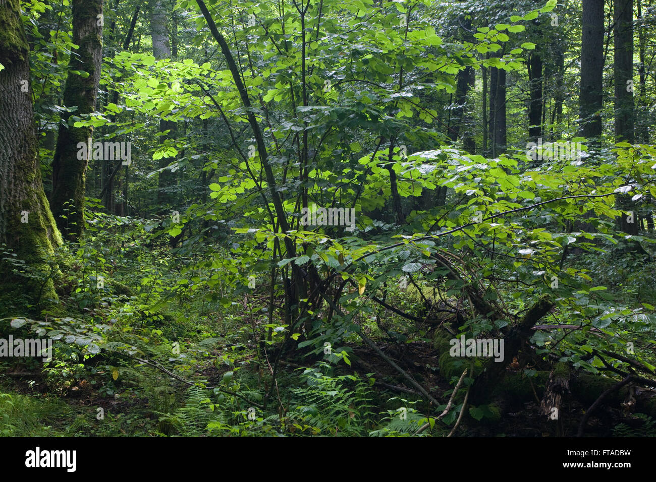 Deciduous Temperate Forest High Resolution Stock Photography and Images ...