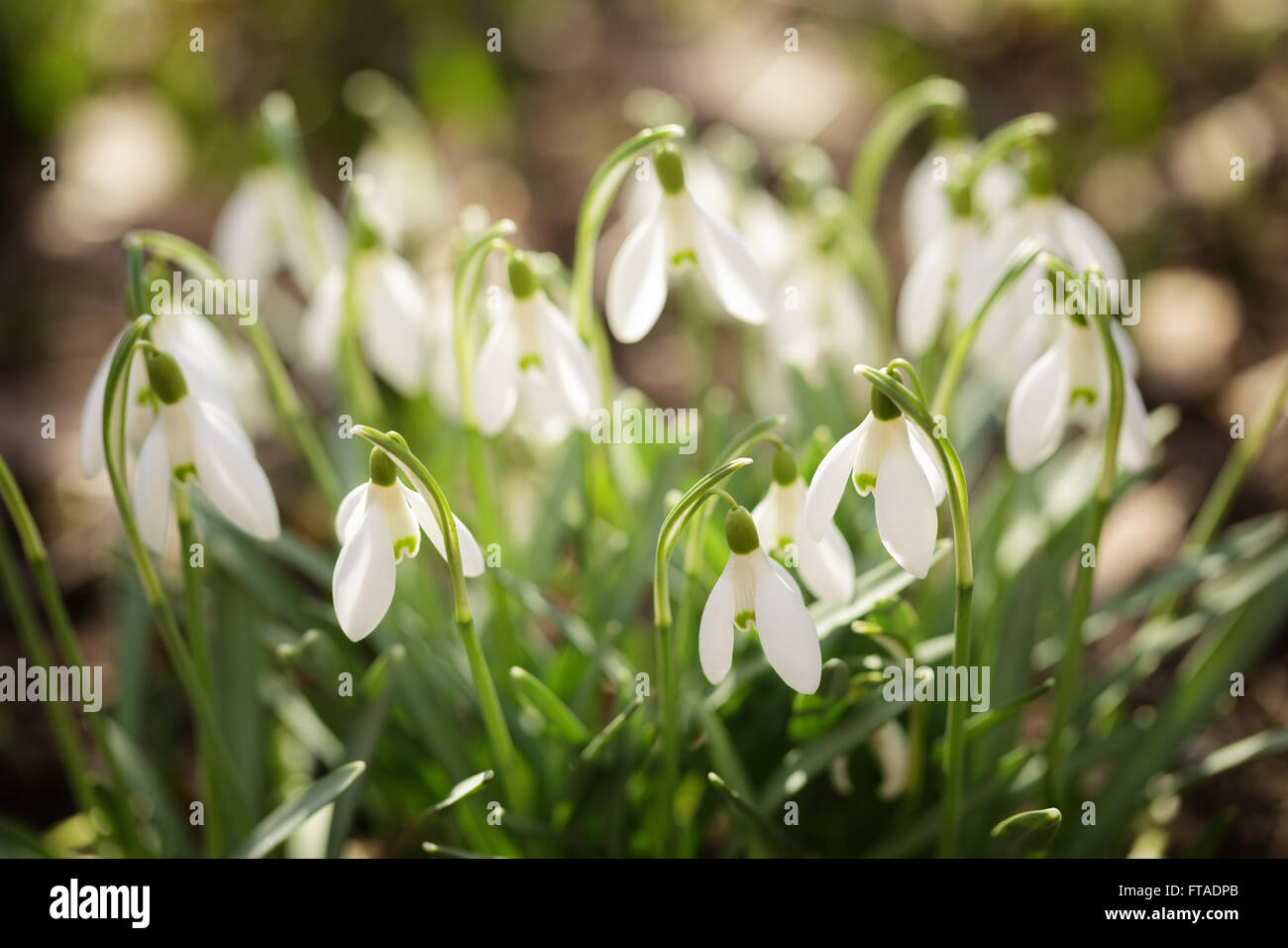 White snowdrops flowers in sunny hi-res stock photography and images ...