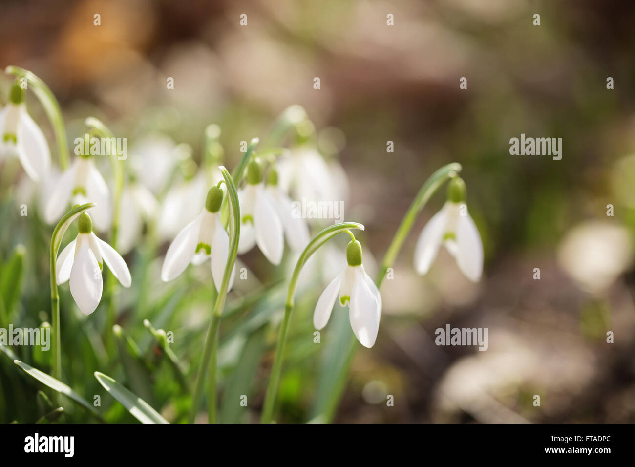 White snowdrops flowers in sunny hi-res stock photography and images ...