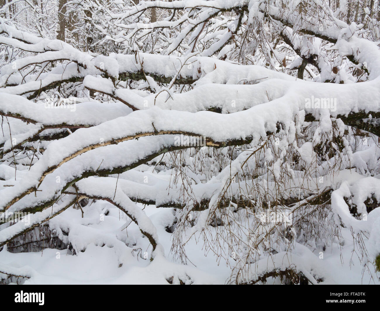 Dead birch tree hi-res stock photography and images - Alamy
