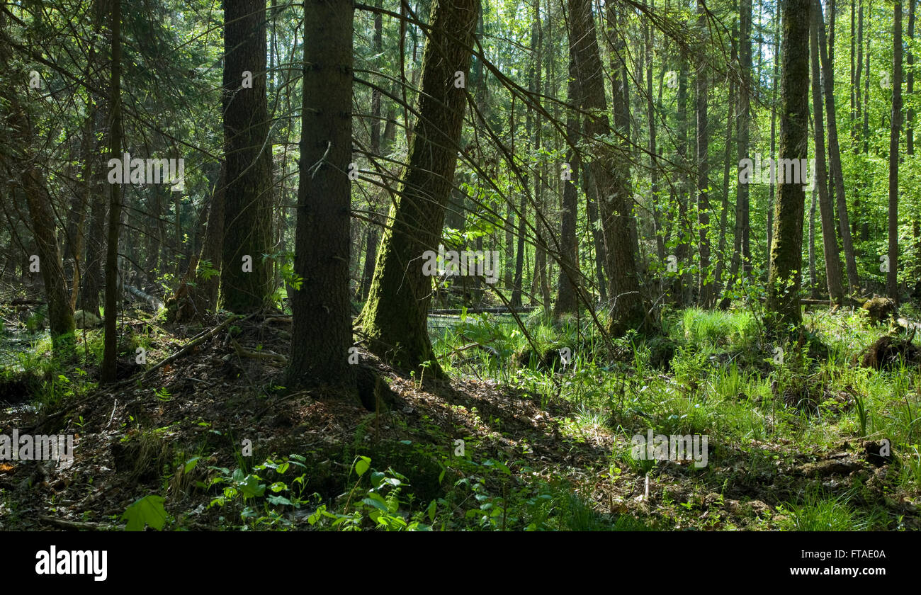 Shady springtime alder bog stand with lush foliage and old alder trees ...