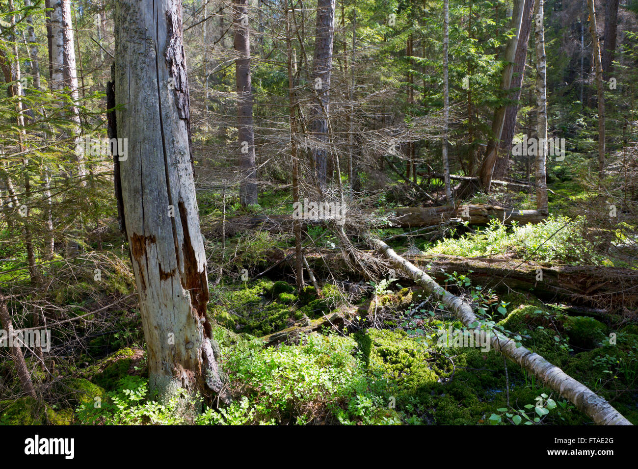 Broken tree roots partly declined inside coniferous stand and broken ...