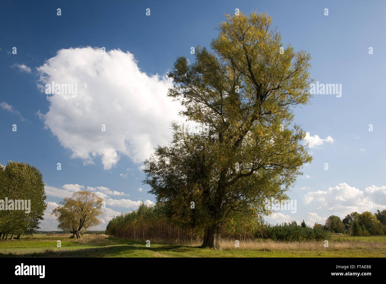 Old willow tree hi-res stock photography and images - Alamy