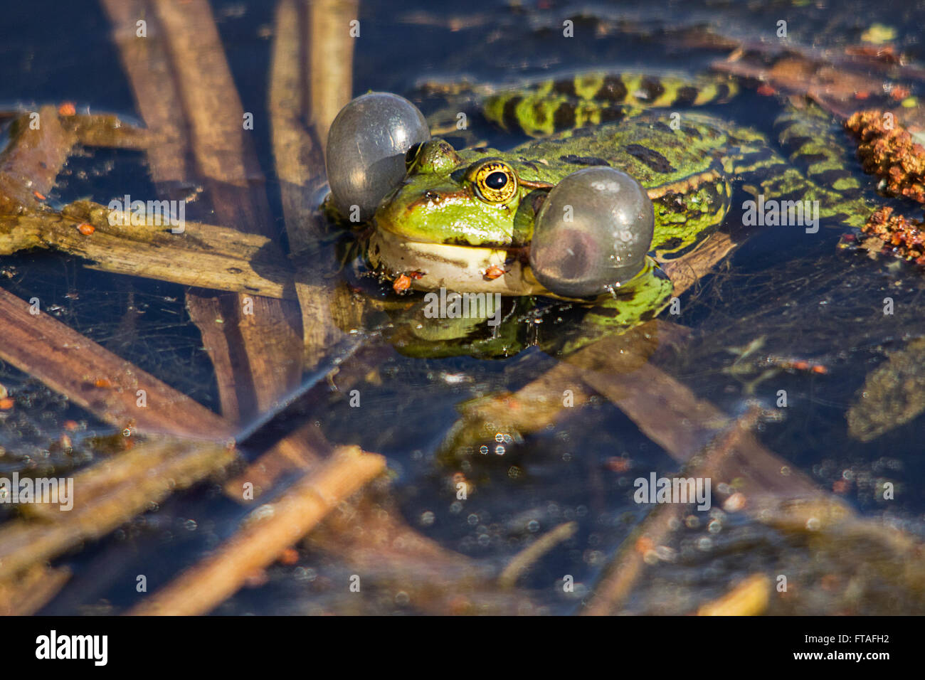 Inflated air sacks hi-res stock photography and images - Alamy