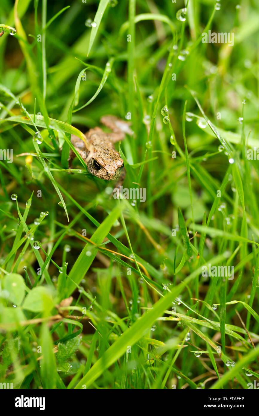 Tiny toad (Bufo bufo) amphibian crawling through wet green grass in ...