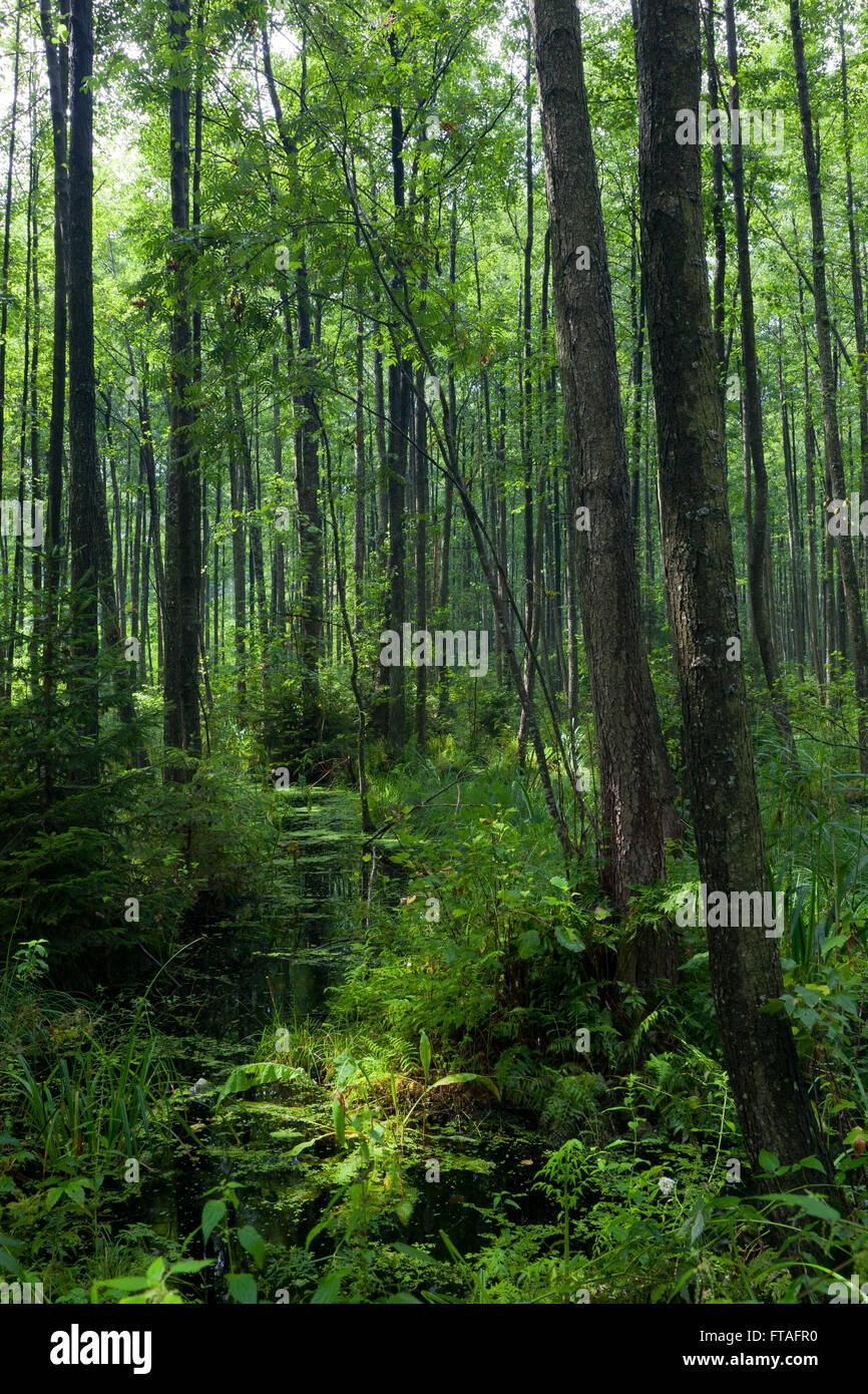 Natural shady alder-carr stand of Bialowieza Forest with standing water ...