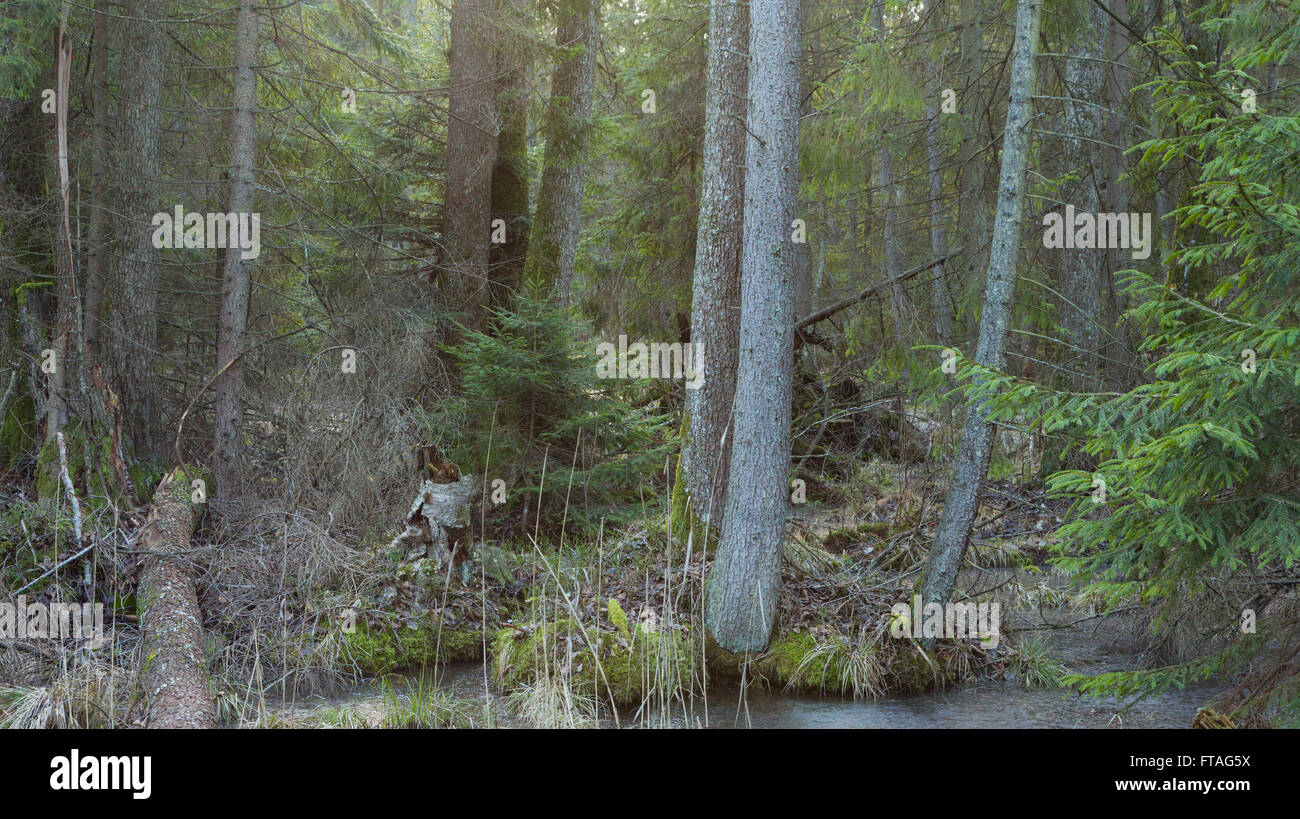 Alder trees in winter hi-res stock photography and images - Alamy