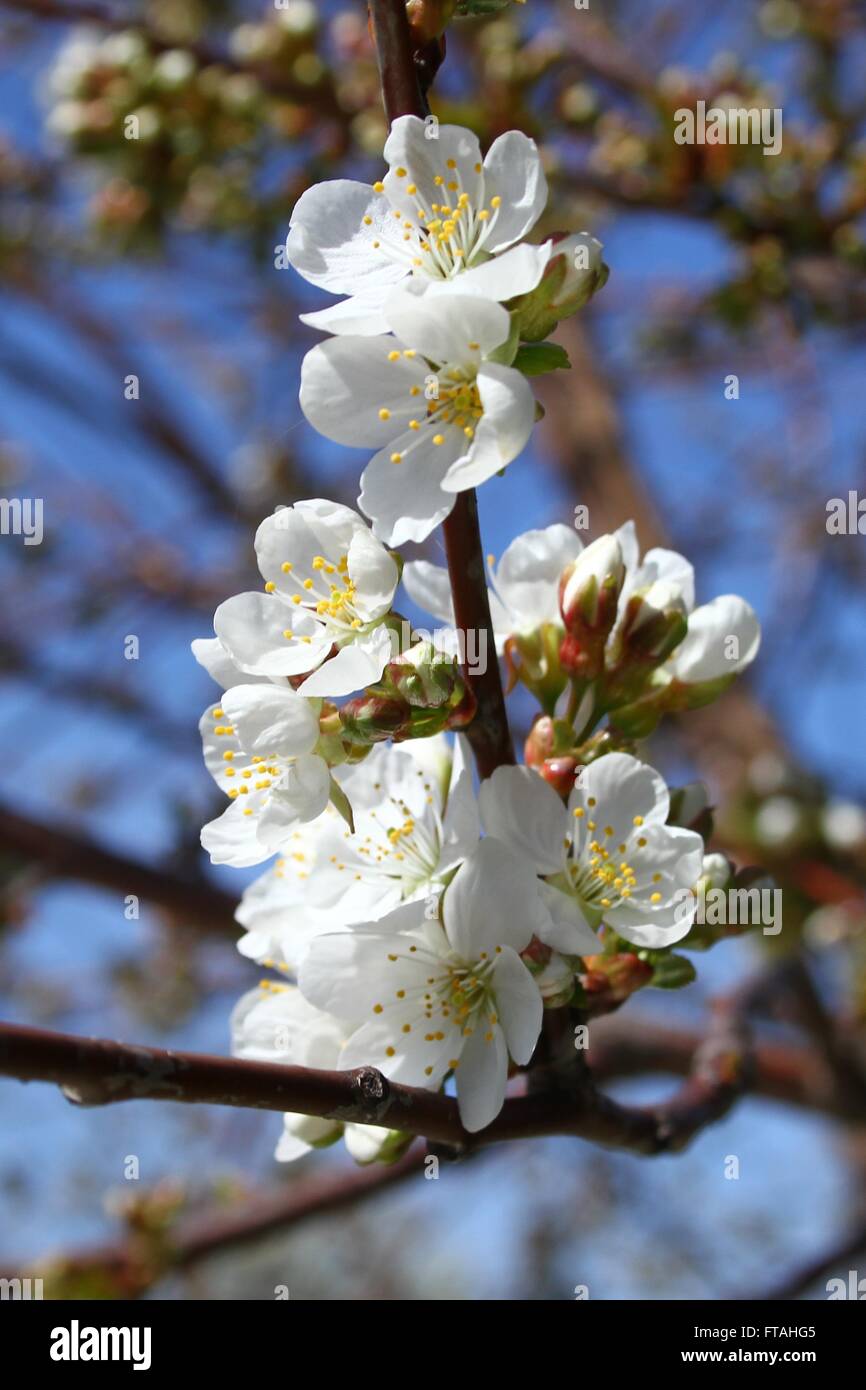 Flowering apple tree Stock Photo - Alamy