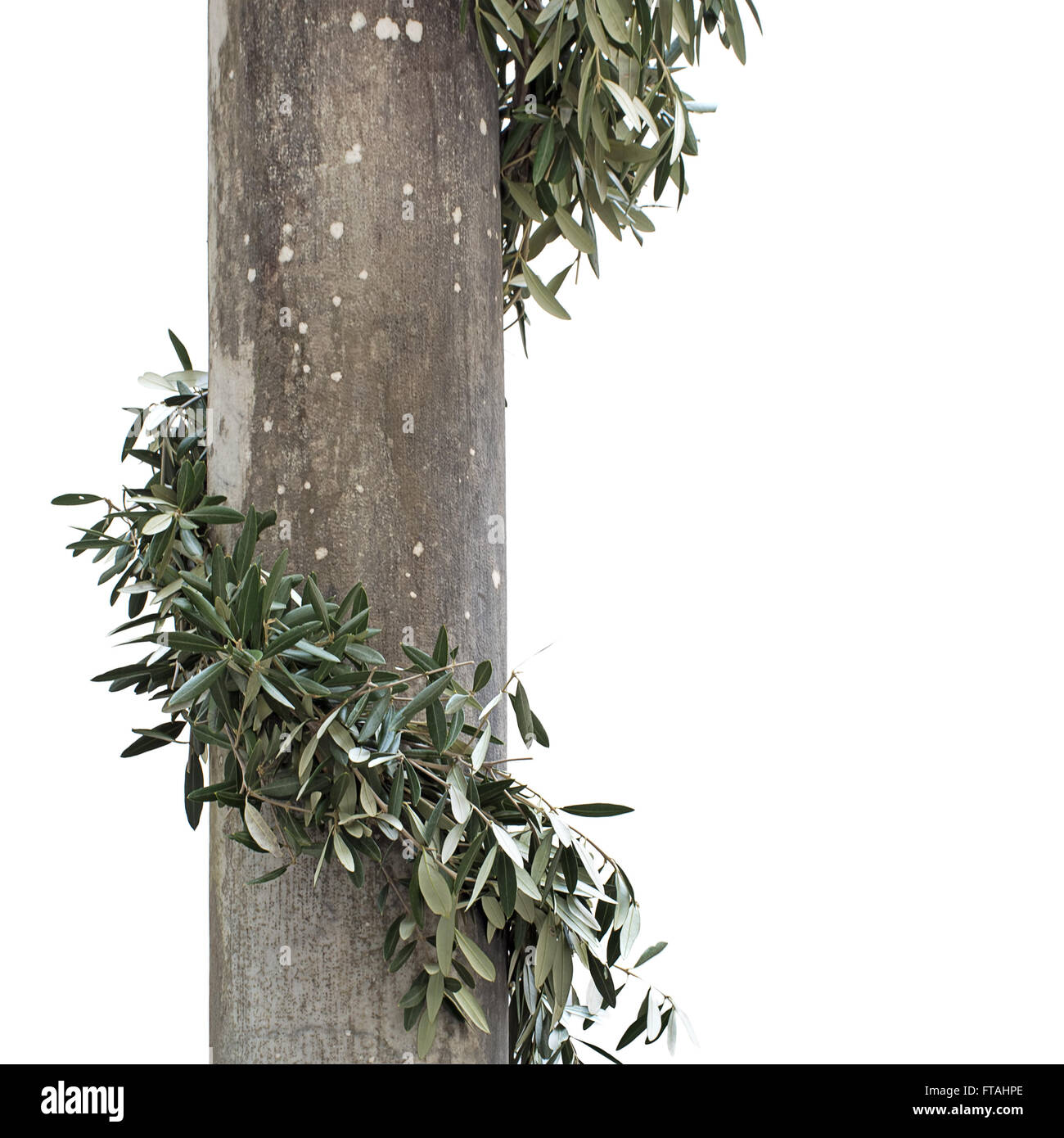 Olive leaves hi-res stock photography and images - Alamy