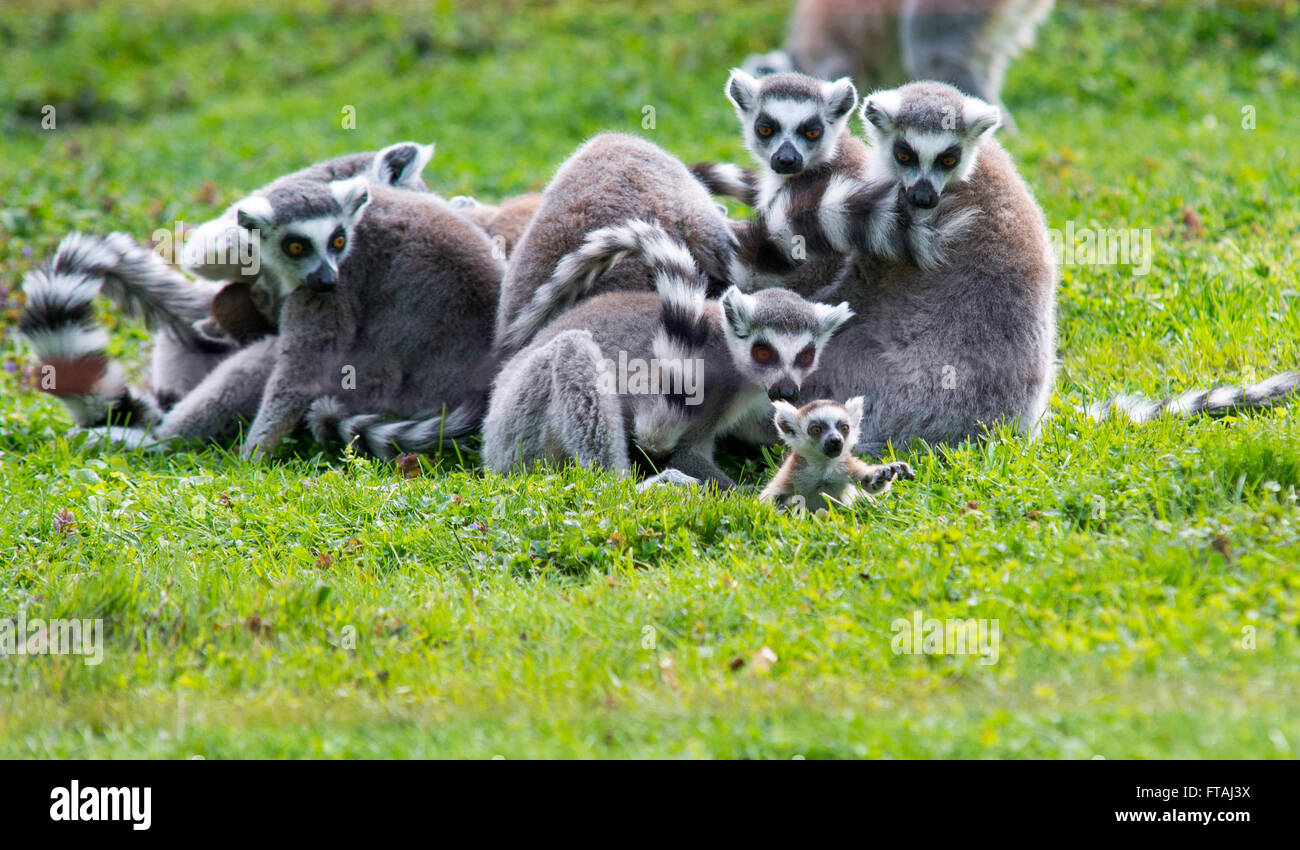 baby lemur with family Stock Photo - Alamy