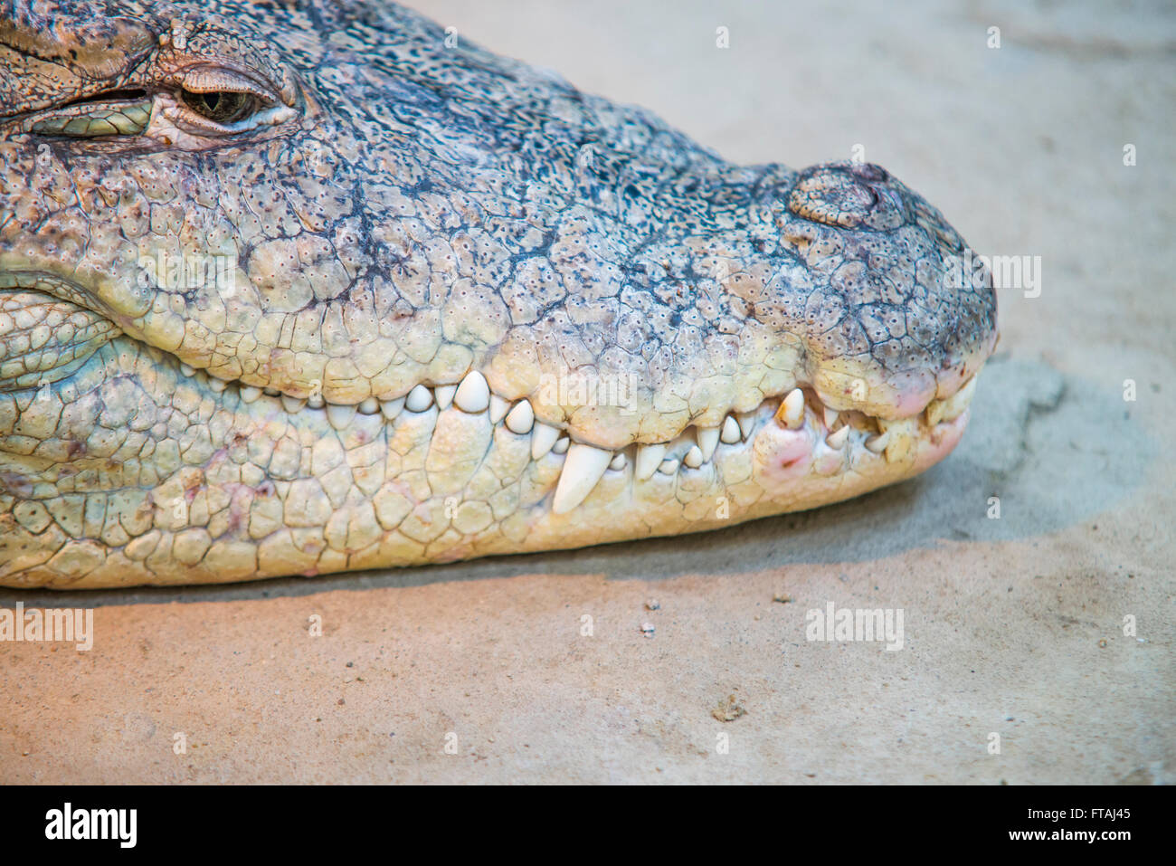 Nile Crocodile Toothache – Wonder Pets: Save the Wonder Pets! – TGIDQQ