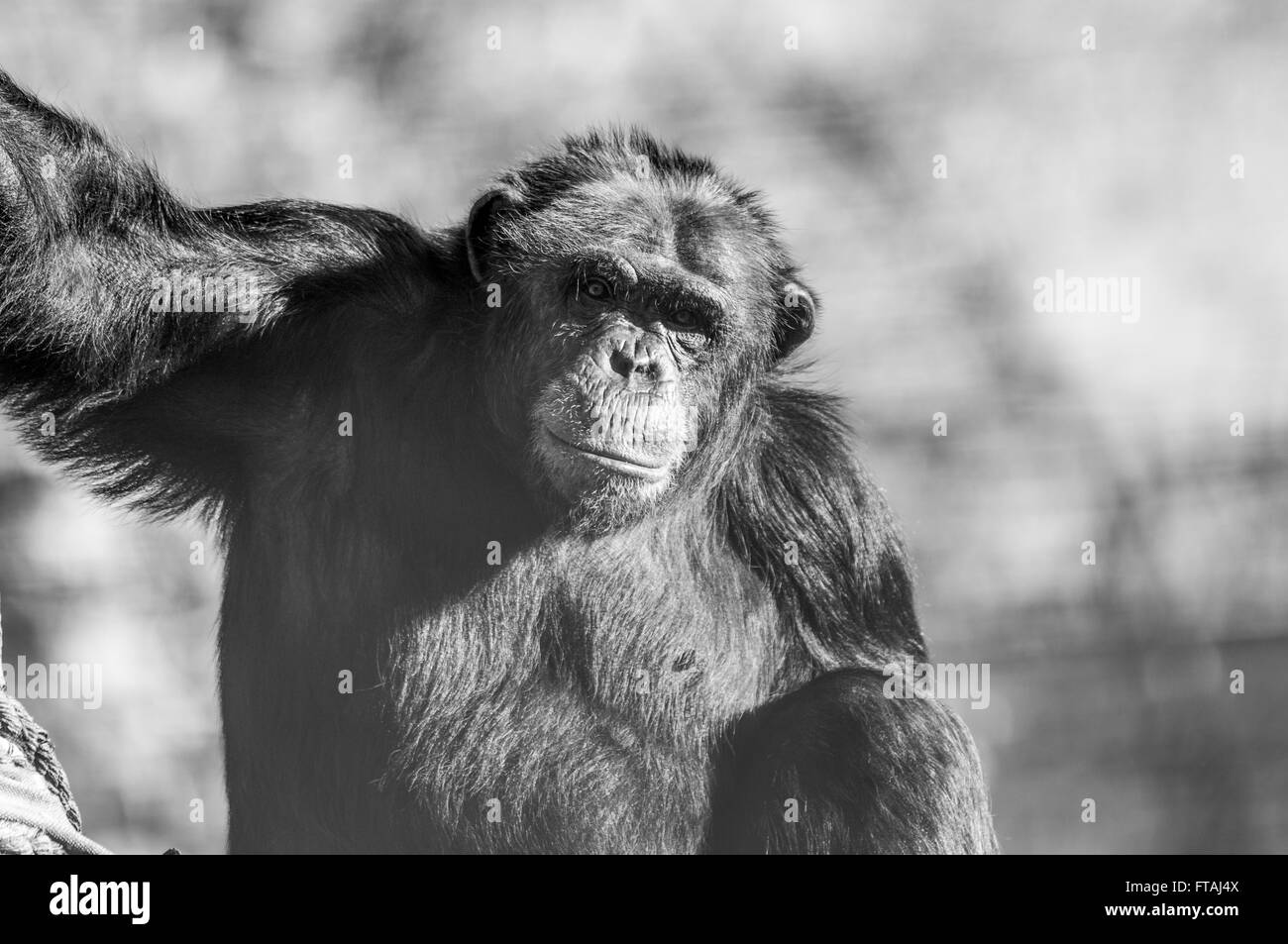 Black and white chimpanzee portrait Black and White Stock Photos ...
