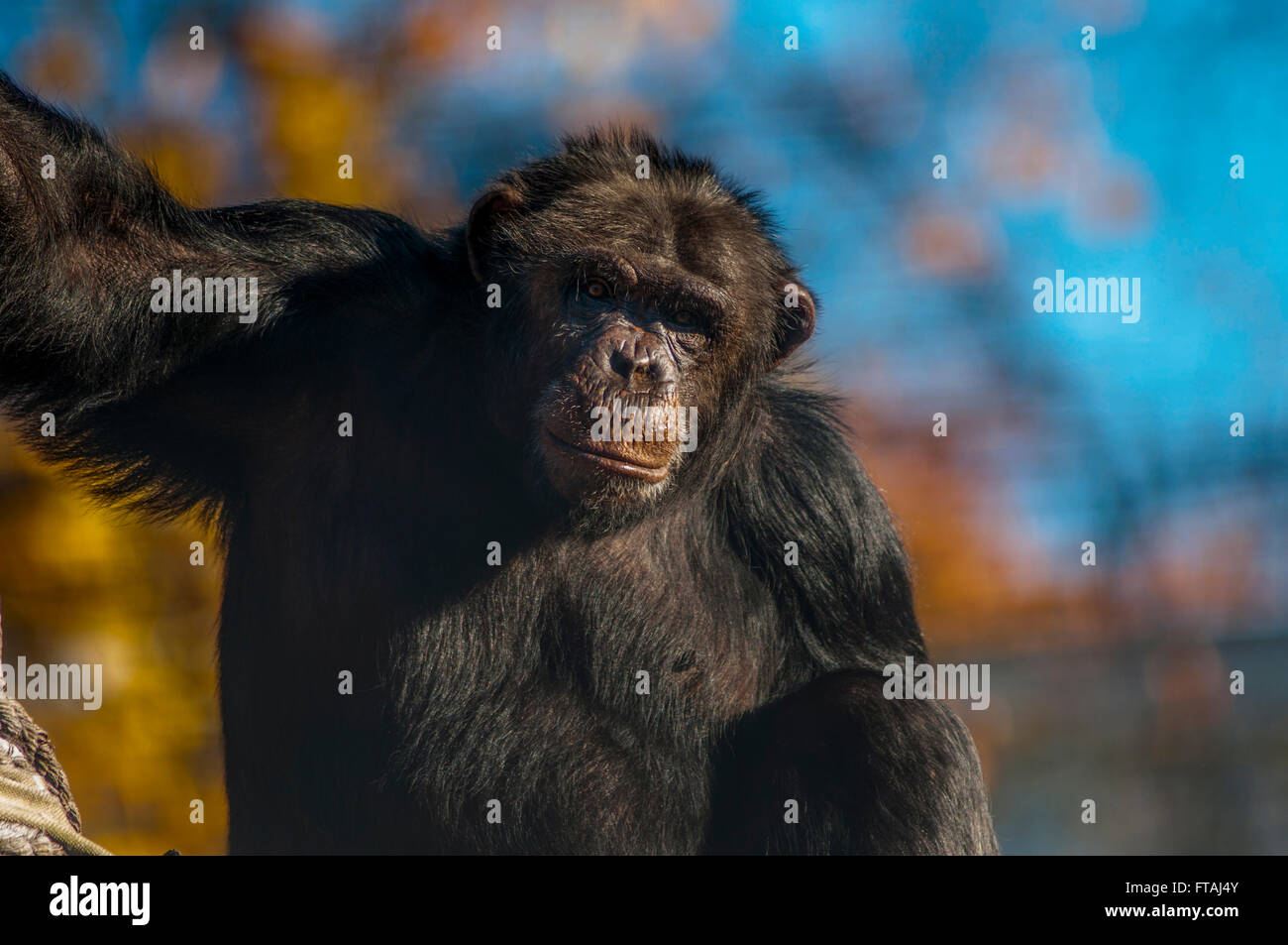 Portrait of old chimpanzee Stock Photo - Alamy