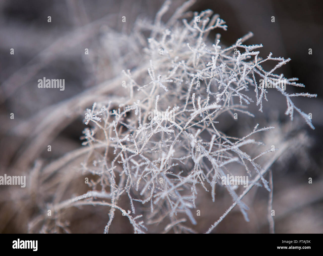 Frozen tree snow branches abstract Stock Photo - Alamy