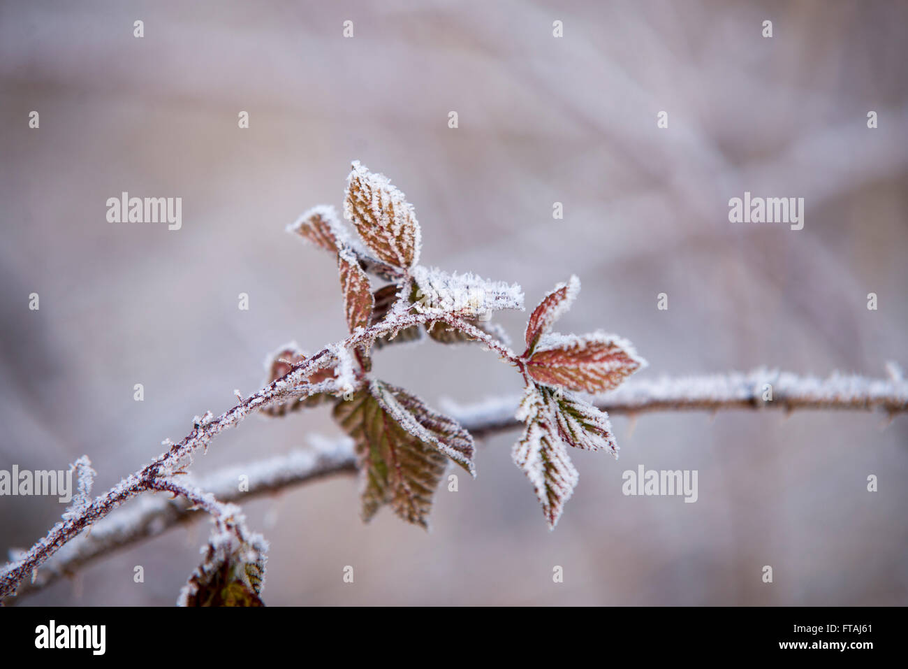 Frozen autumn leaves on the branch Stock Photo - Alamy