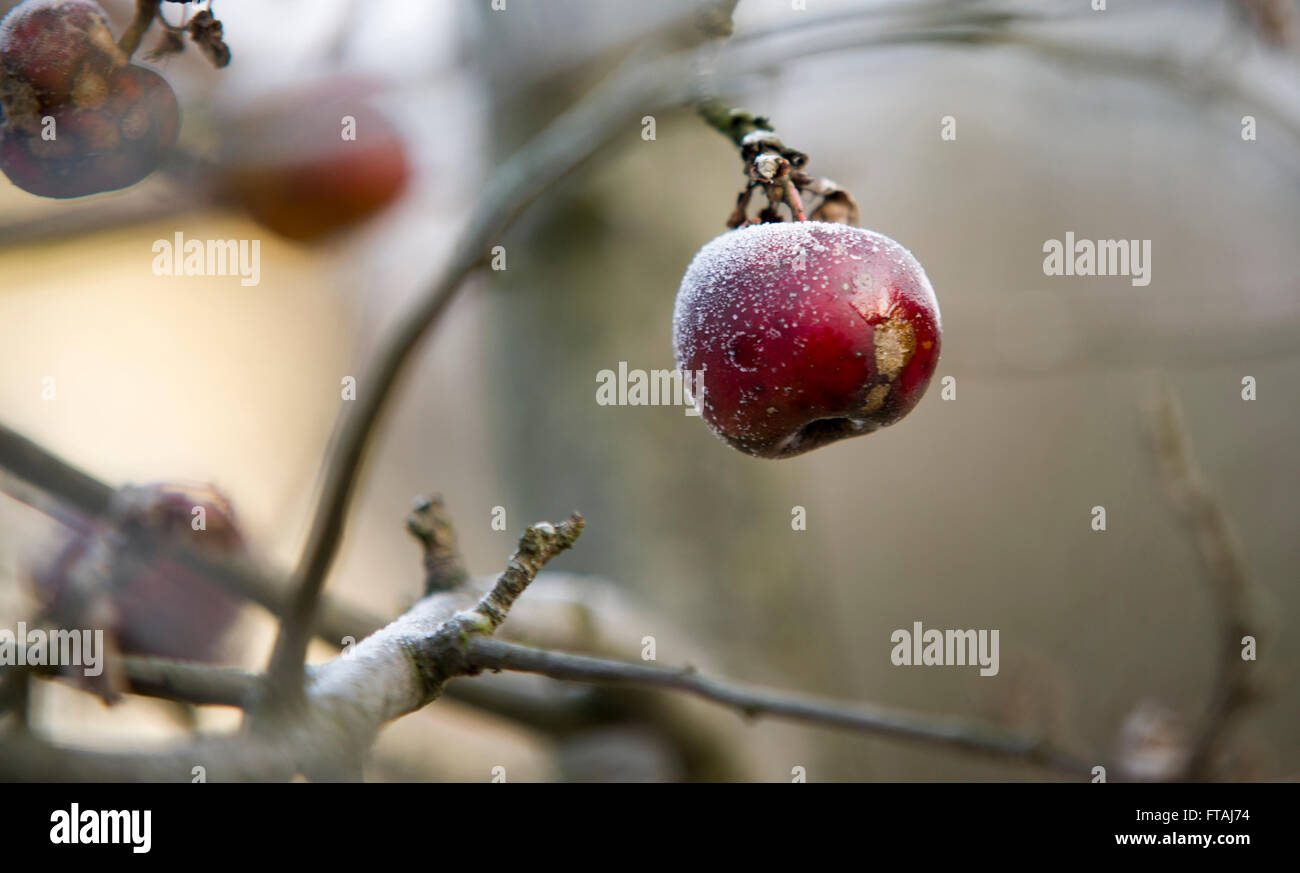 Frozen and frosty red apples Stock Photo - Alamy