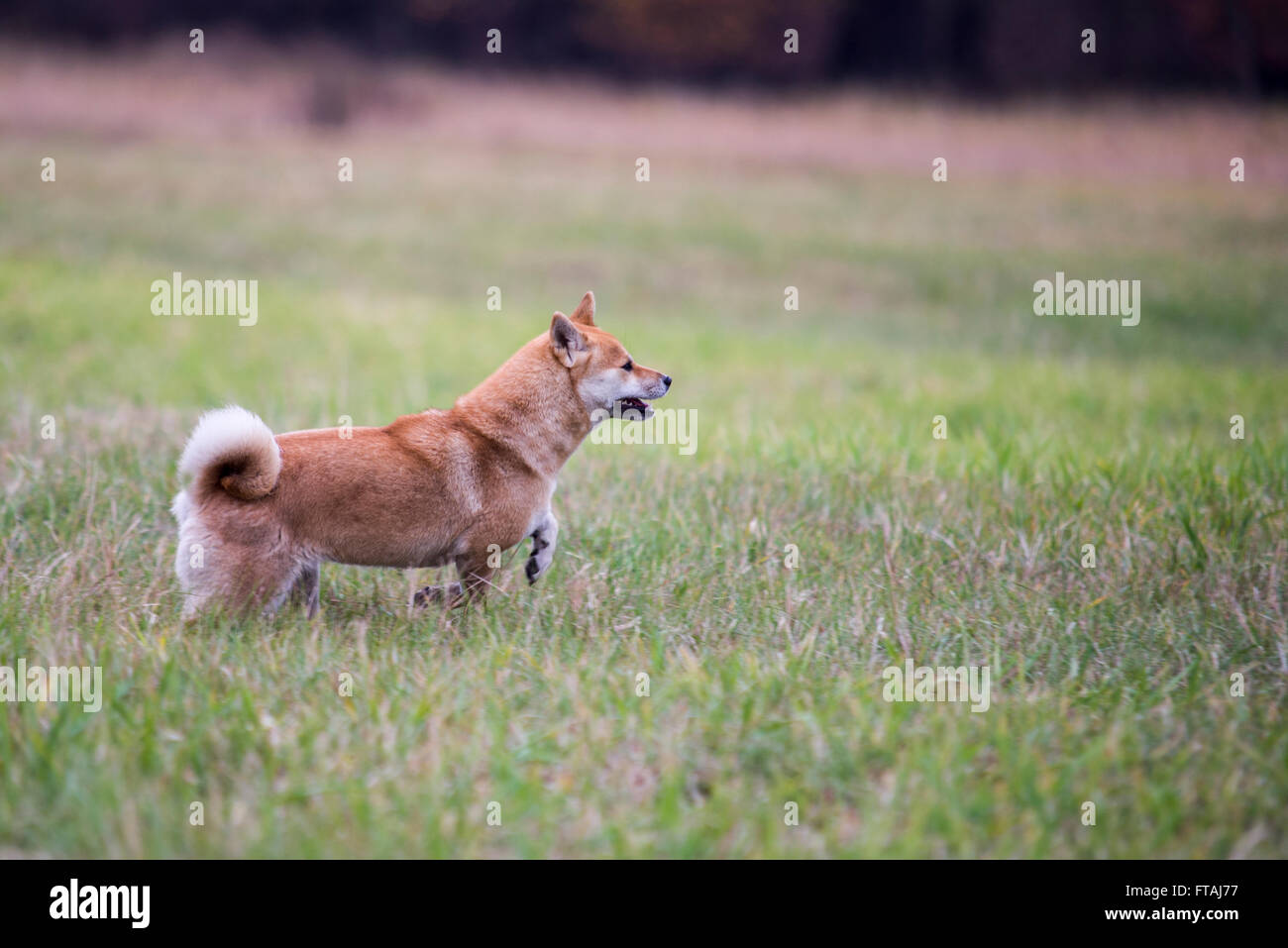 female shiba inu dog running on grass Stock Photo - Alamy
