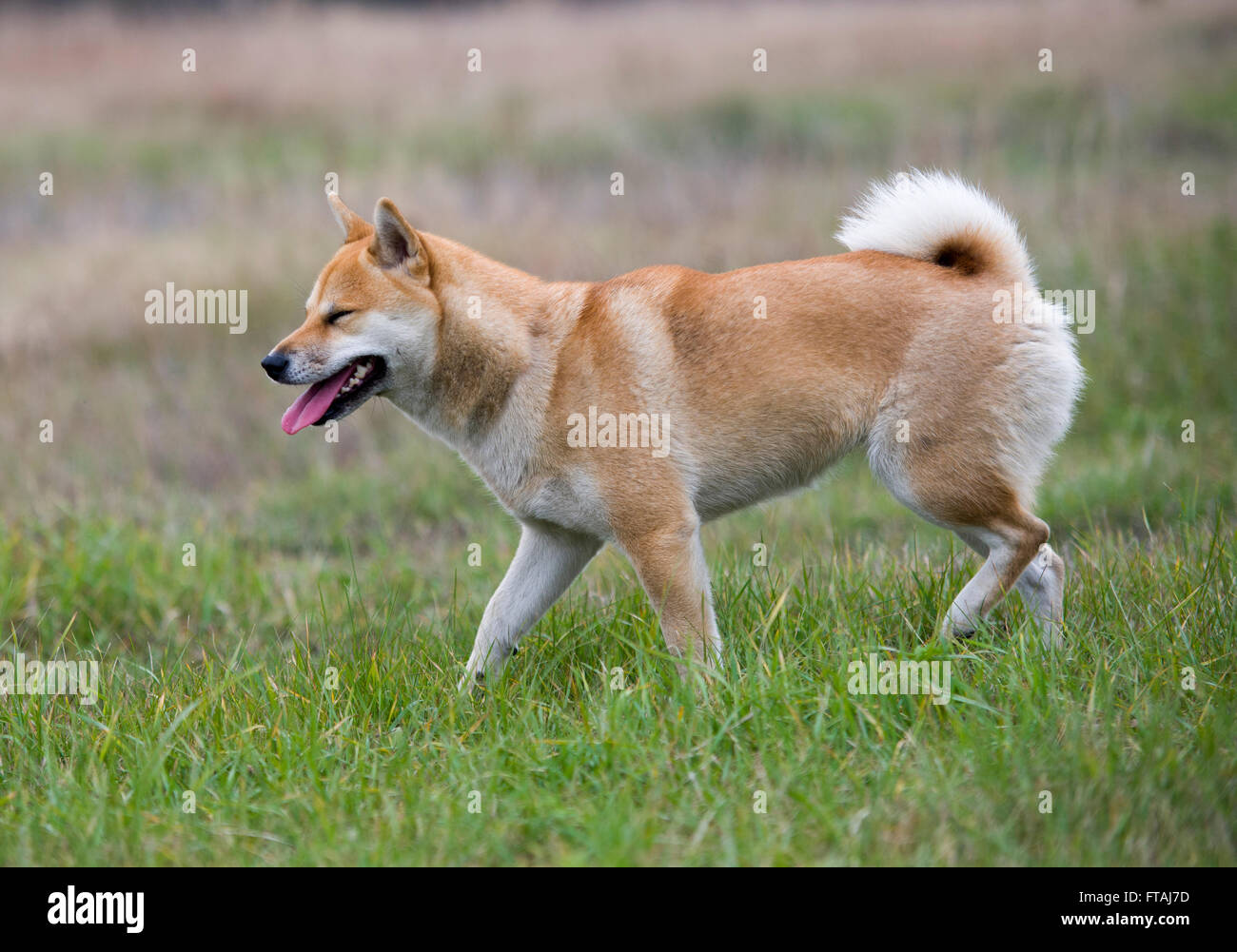 female shiba inu dog Stock Photo - Alamy
