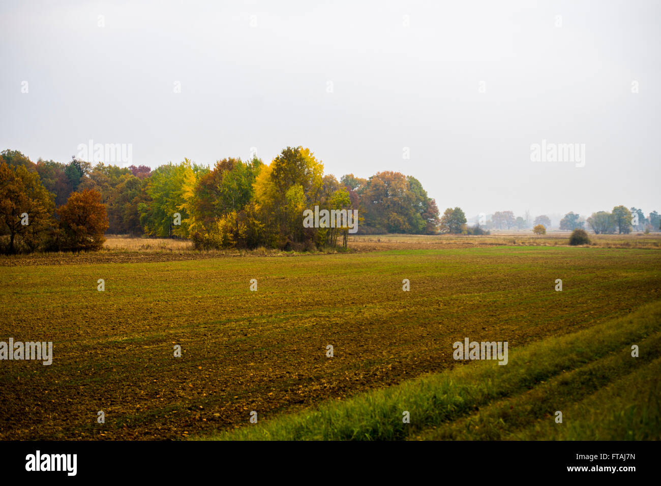 field at autumnal morning Stock Photo - Alamy