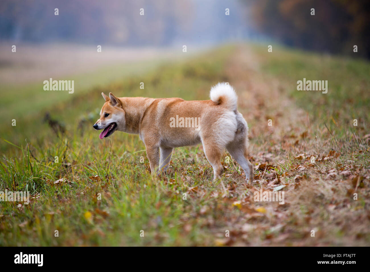 female shiba inu dog Stock Photo - Alamy