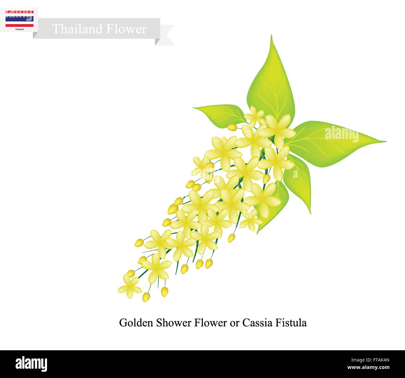 Thailand national tree Stock Vector Images - Alamy