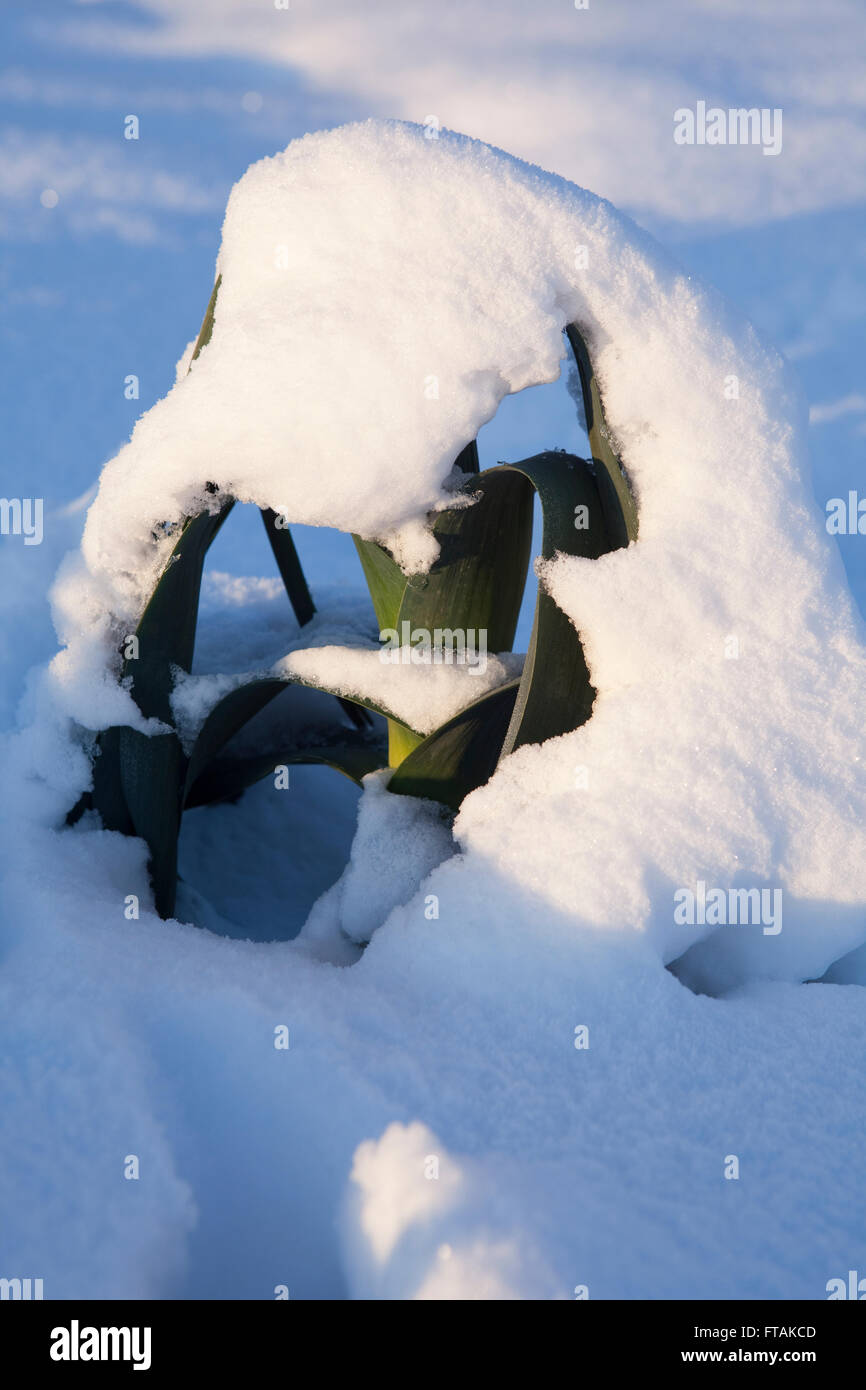 A leek plant covered in a thick layer of snow, frozen in the cold ...