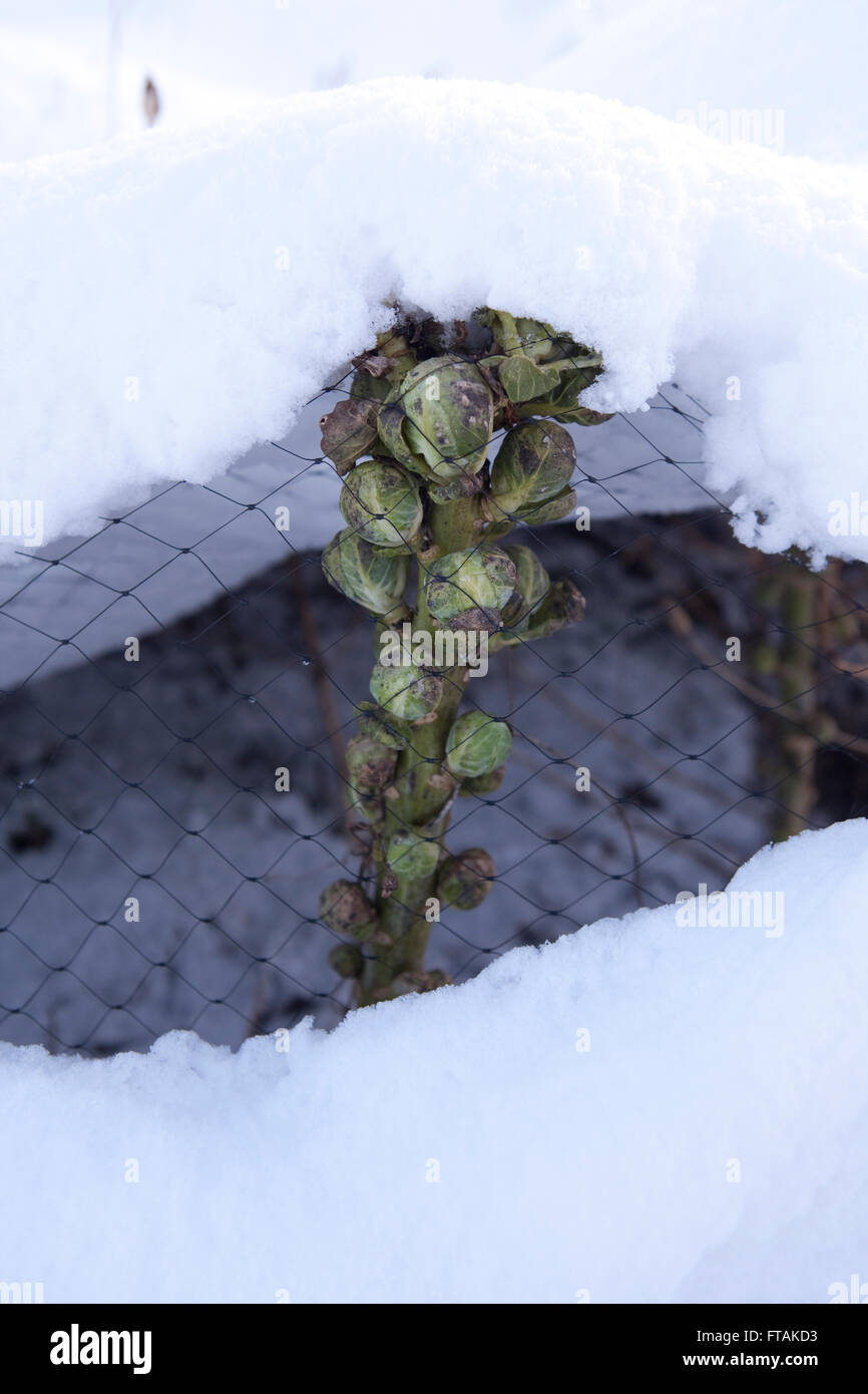A brussell sprout plant covered in a thick layer of snow, frozen in the ...