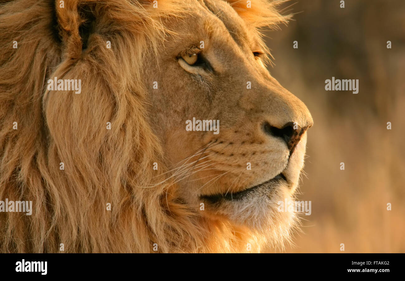 King of the eater hi-res stock photography and images - Alamy