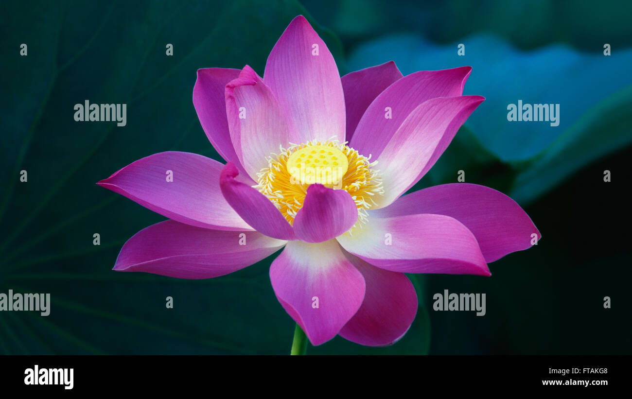 Lotus blossom flower hi-res stock photography and images - Alamy