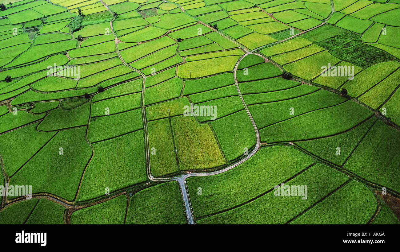 Indonesian rice fields Stock Photo - Alamy