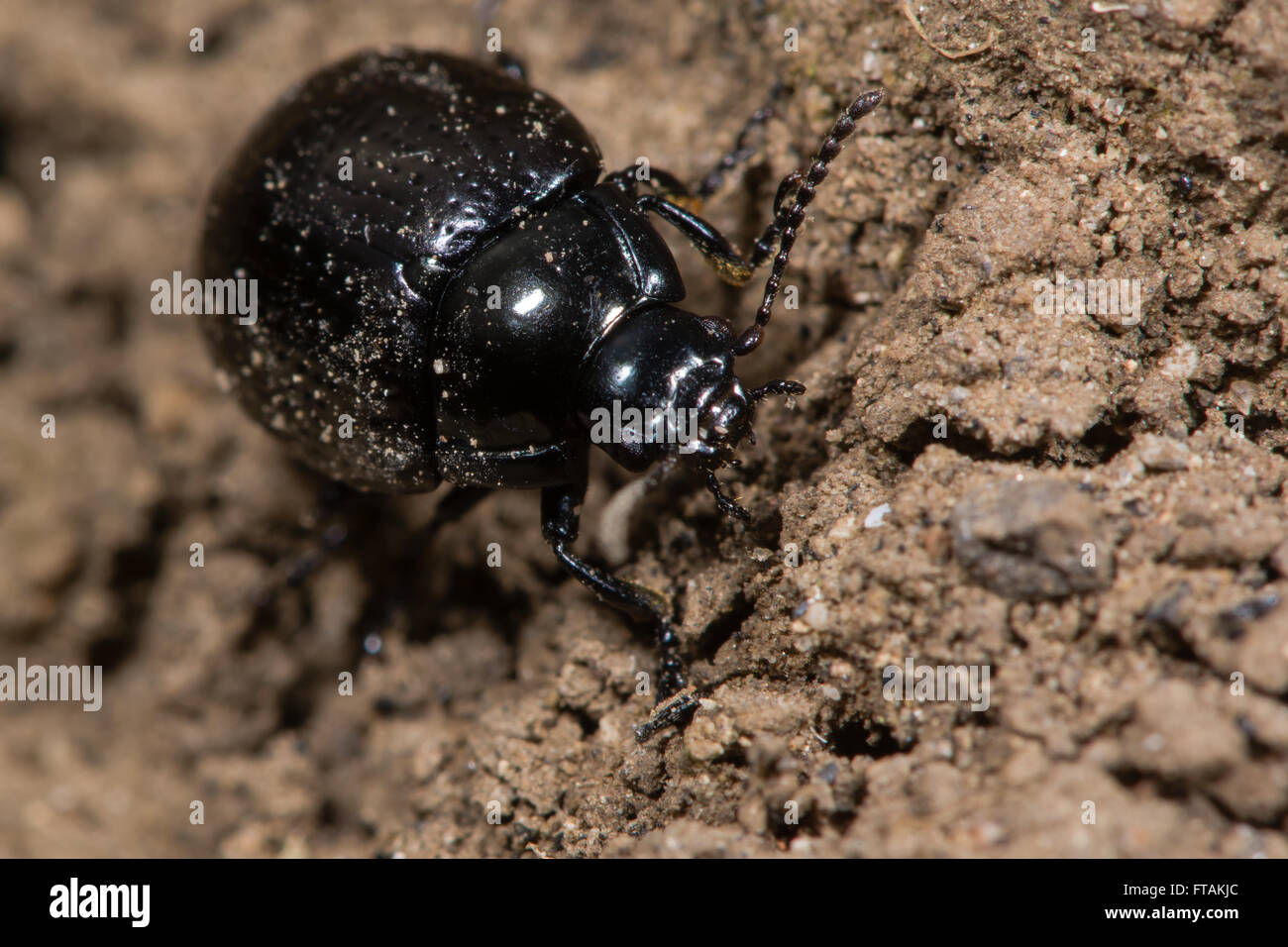 Shiny black beetle hi-res stock photography and images - Alamy