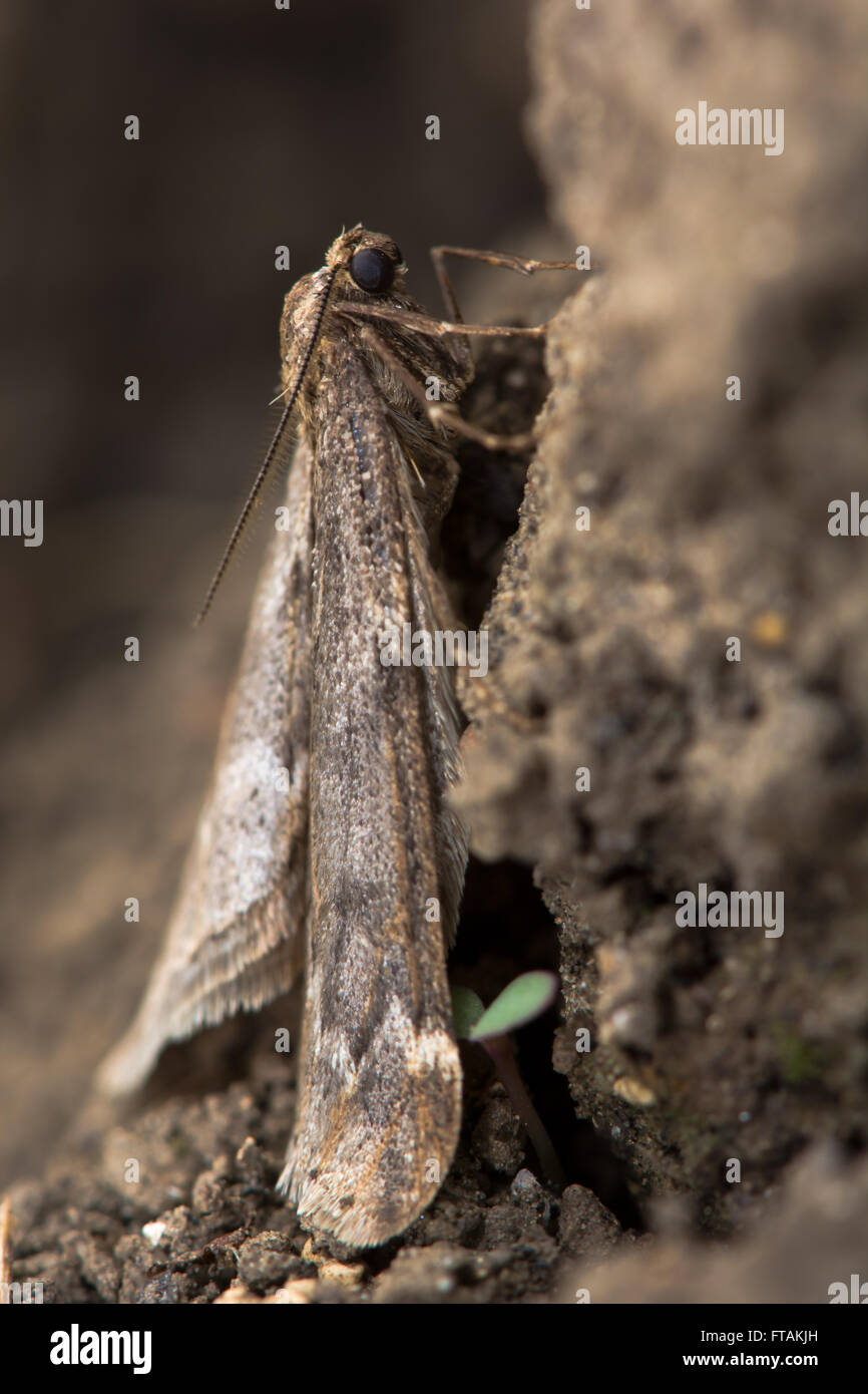 March moth (Alsophila aescularia). Moth in the family Geometridae on ...