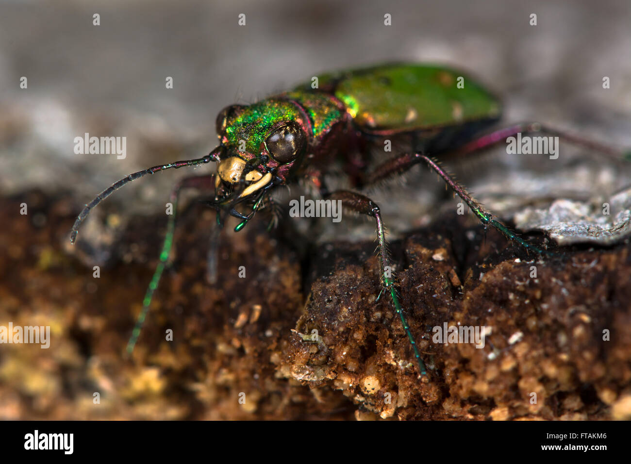Green metallic beetle hi-res stock photography and images - Alamy