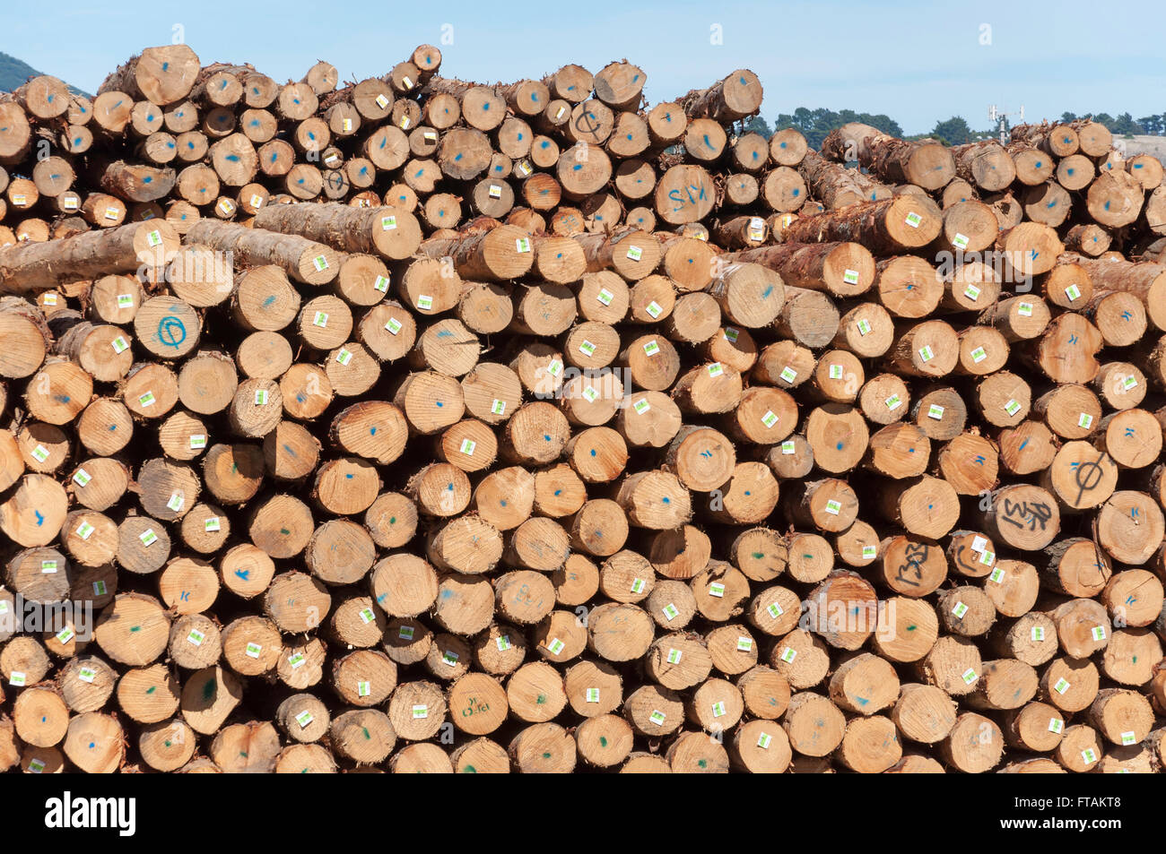 Logs ready for loading hi-res stock photography and images - Alamy