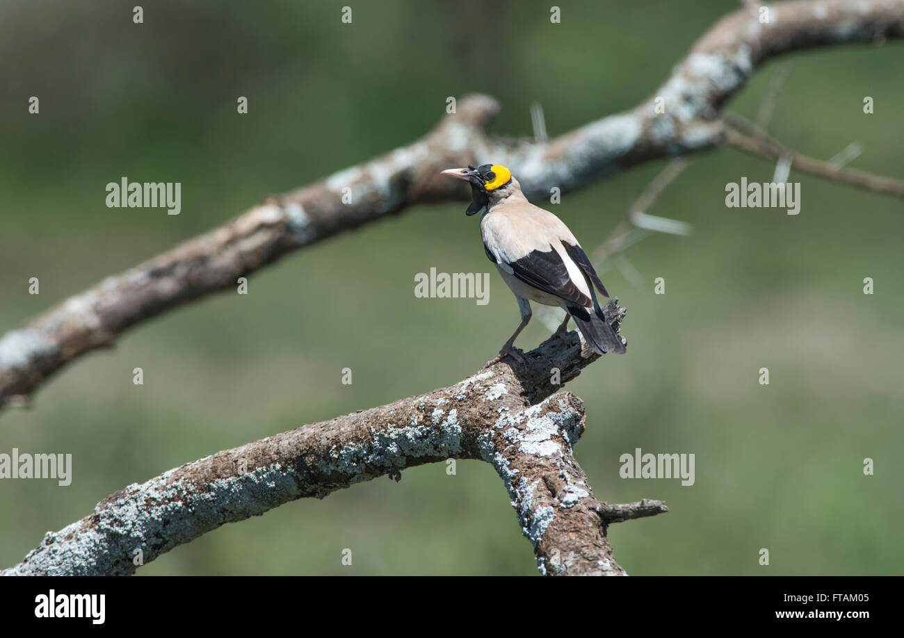 Wattled starling (Creatophora cinerea), adult male in breeding plumage ...