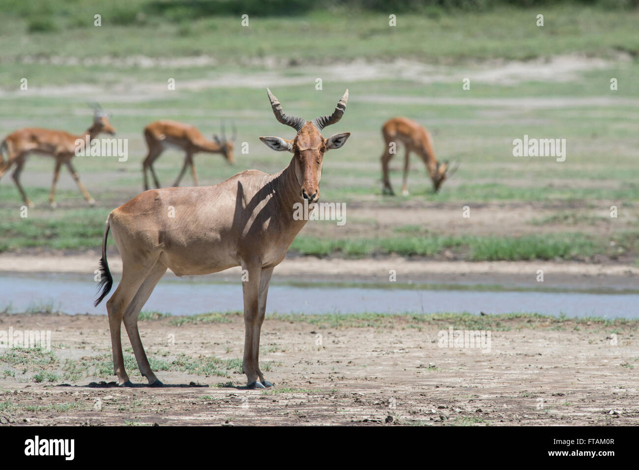 Kongoni (Alcelaphus buselaphus). The species is also known as a ...