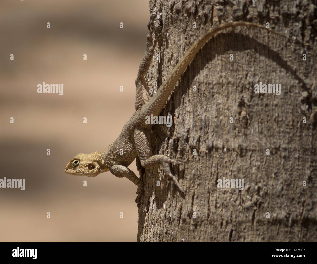 A Yellow-headed Agama blending in to a tree trunk in The Gambia Stock ...