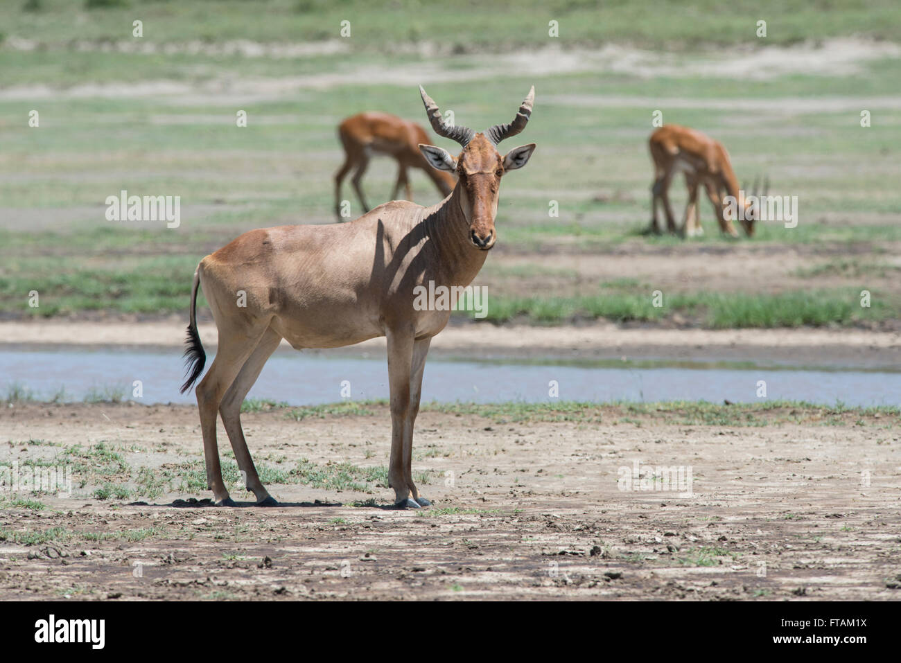 Kongoni (Alcelaphus buselaphus). The species is also known as a ...