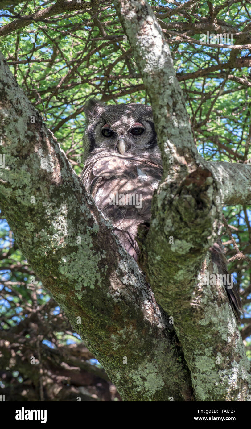 Verreaux's eagle-owl (Bubo lacteus) roosting in a tree. The species is ...