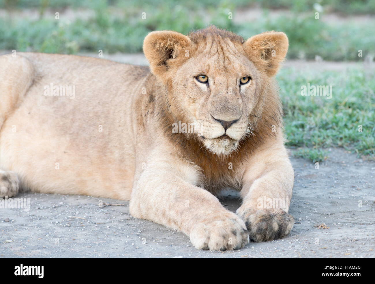 Developing mane hi-res stock photography and images - Alamy