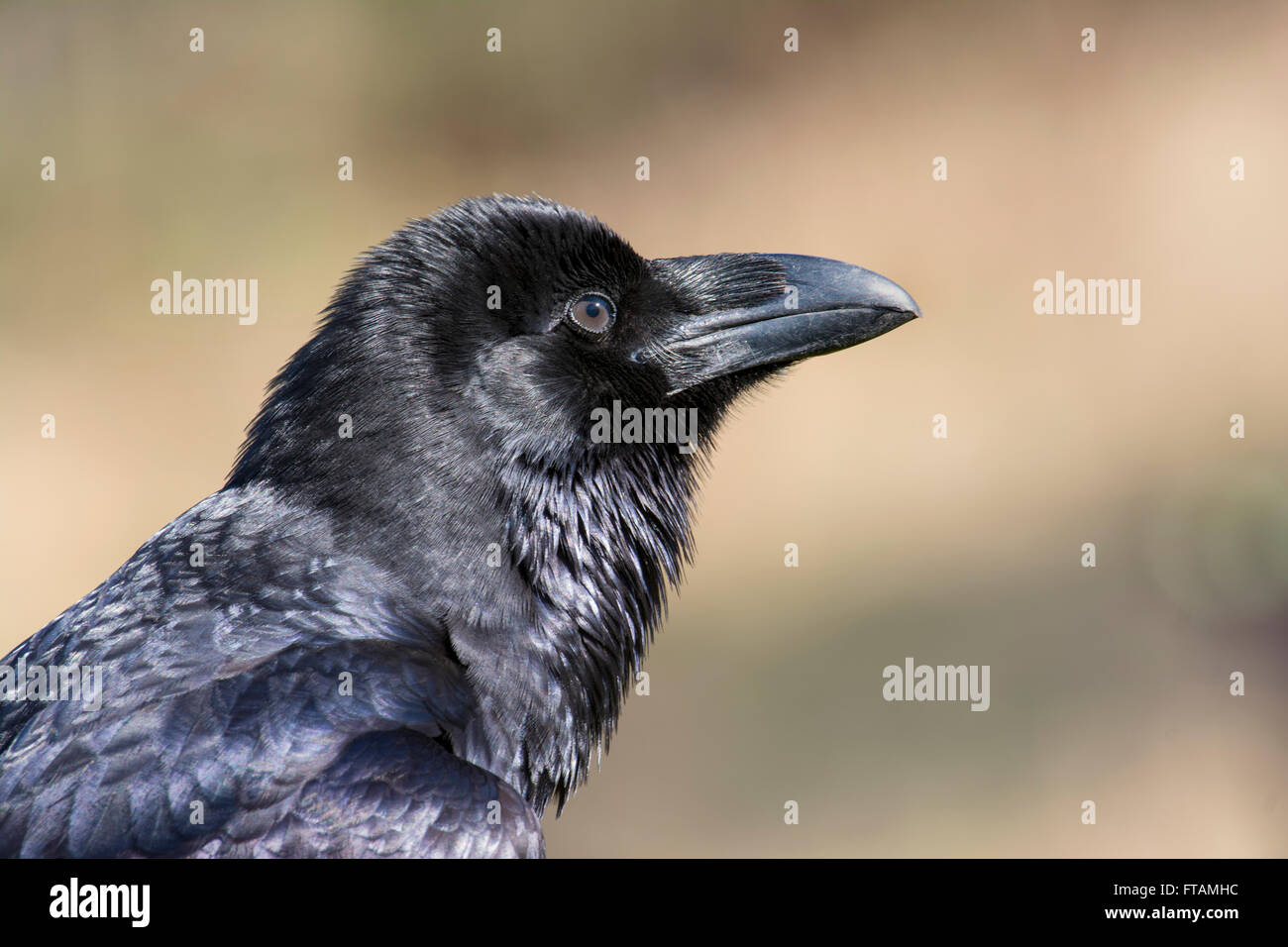 Raven portrait hi-res stock photography and images - Alamy