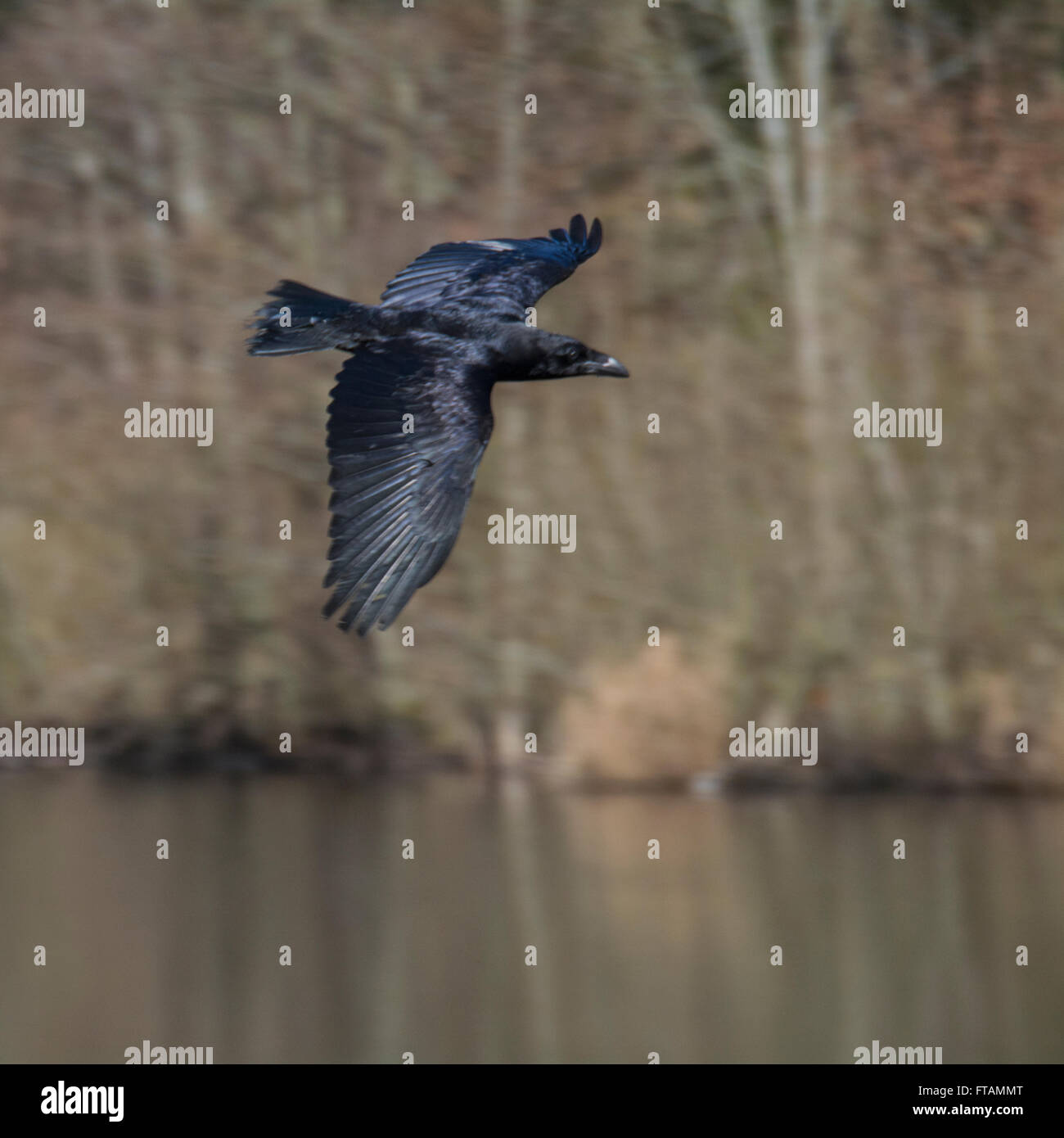 Raven square hi-res stock photography and images - Alamy