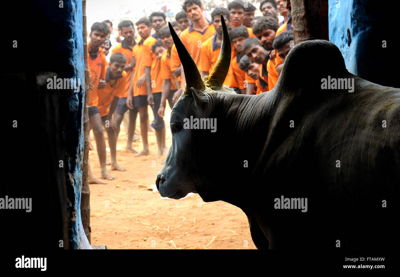 Portrait of a Jallikattu Bull .Jallikattu bull taming during Pongal ...