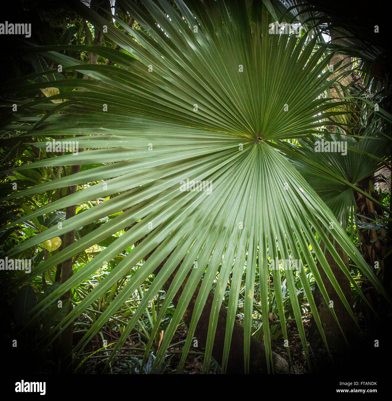 Fan palm forest hi-res stock photography and images - Alamy