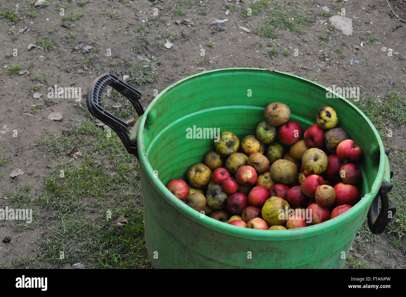 Apple bucket hi-res stock photography and images - Alamy