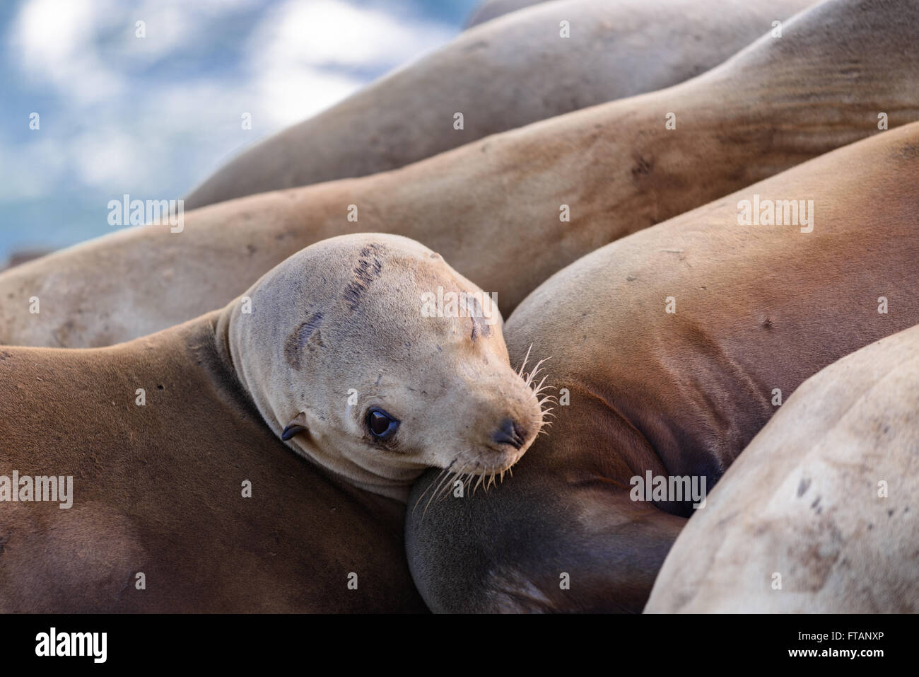Closeup of Seal face on the San Diego beach soft background Stock Photo ...