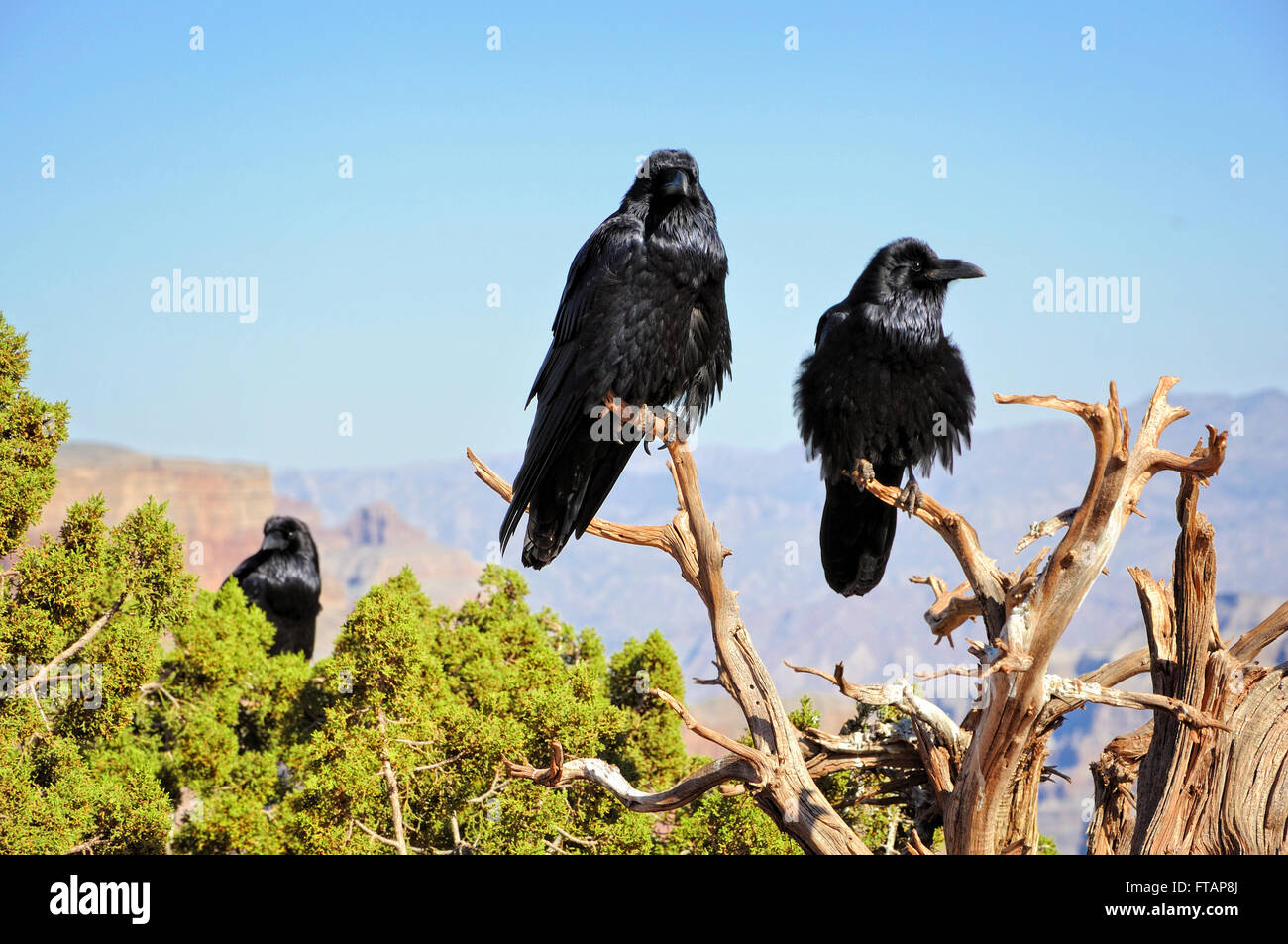 Crows and tree hi-res stock photography and images - Alamy