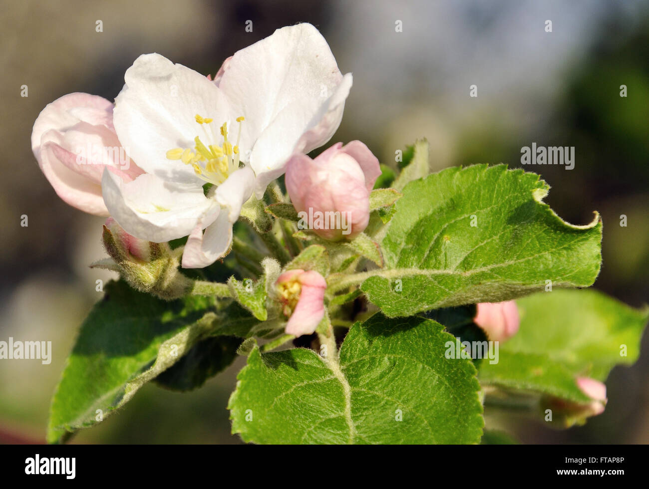 Flowers of blooming apple tree Stock Photo - Alamy