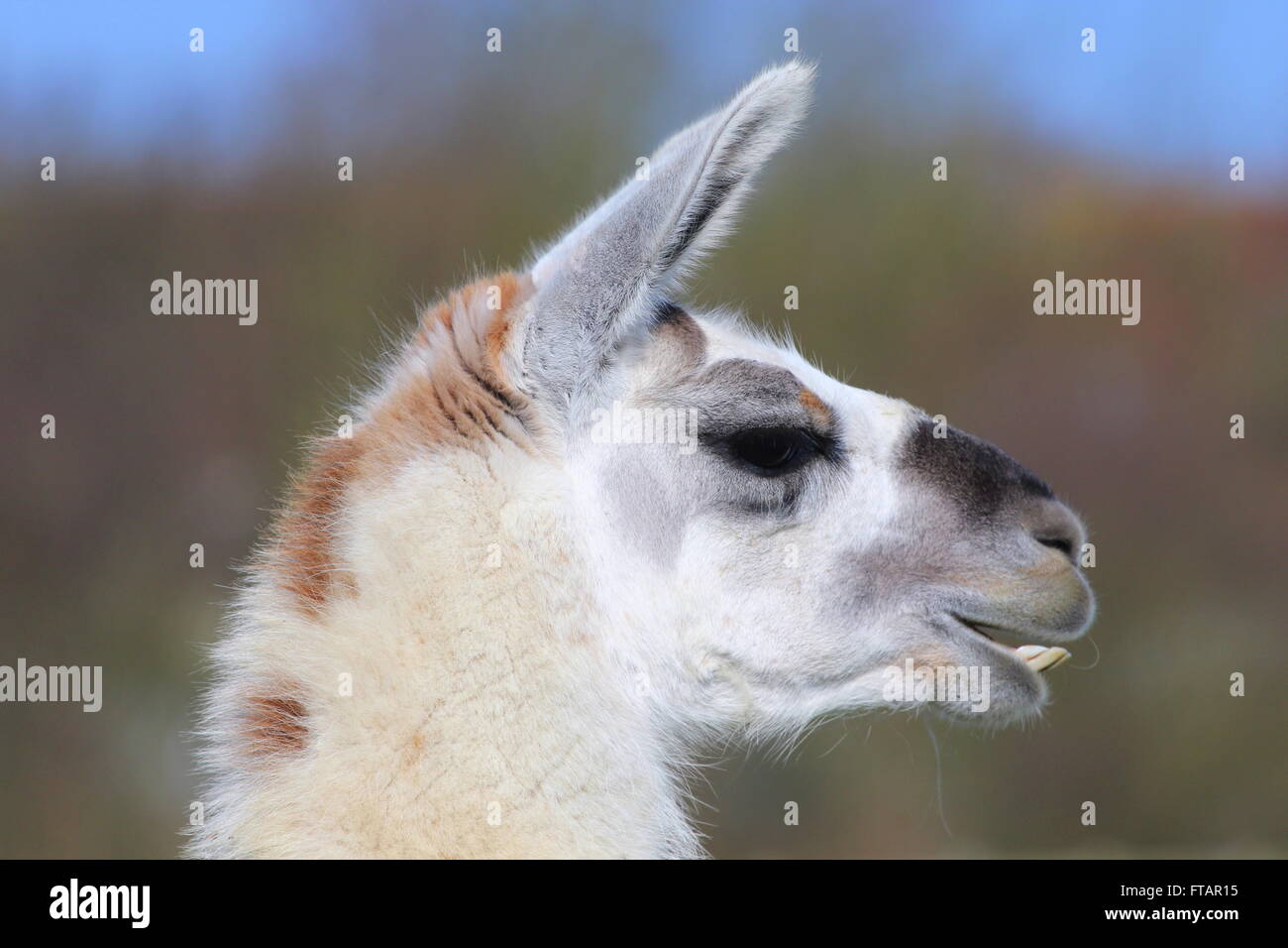 A head shot of a llama Stock Photo - Alamy