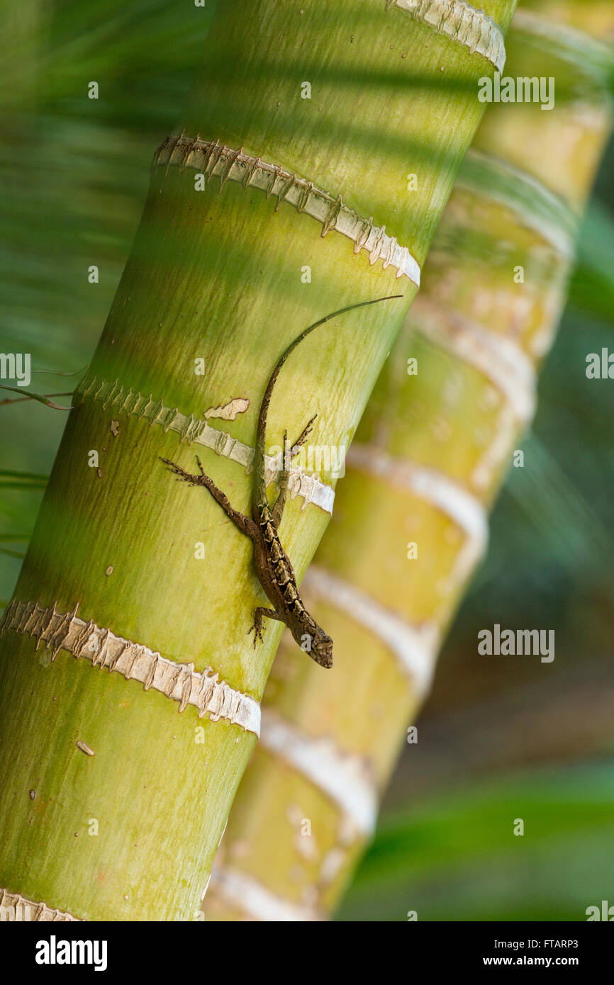 Gecko lizard climbing on a tropical palm tree, Kehei, Maui, Hawaii ...